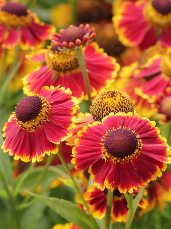 Sonnenbraut 'Biedermeier' / Helenium cultorum 'Biedermeier' günstig kaufen