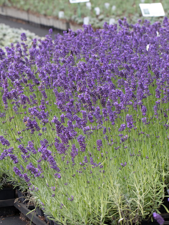 Echter Lavendel 'Essence Purple' / Lavandula angustifolia 'Essence Purple'