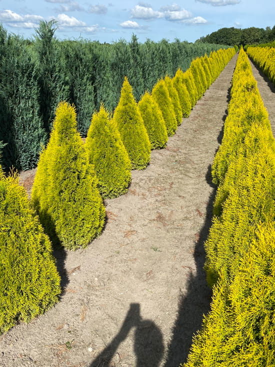 Thuja Golden Smaragd