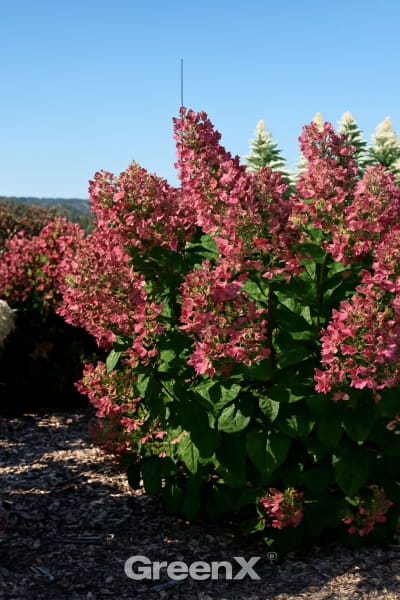 Rispen-Hortensie 'Magical Fire'® / Hydrangea paniculata 'Magical Fire'®