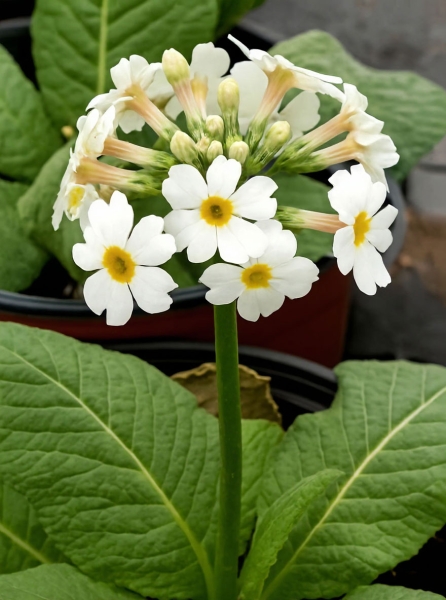 Etagen-Primel 'Alba' / Primula japonica 'Alba' günstig kaufen