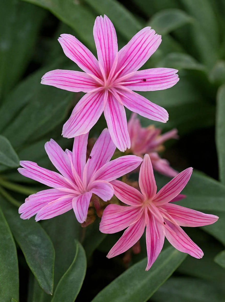 Bitterwurz 'Little Plum' / Lewisia longipetala 'Little Plum'
