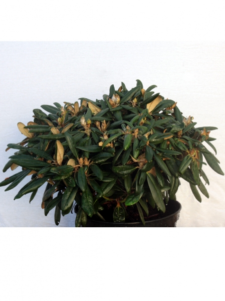 Rhododendron 'Crete' / Rhododendron yakushimanum 'Crete' günstig kaufen
