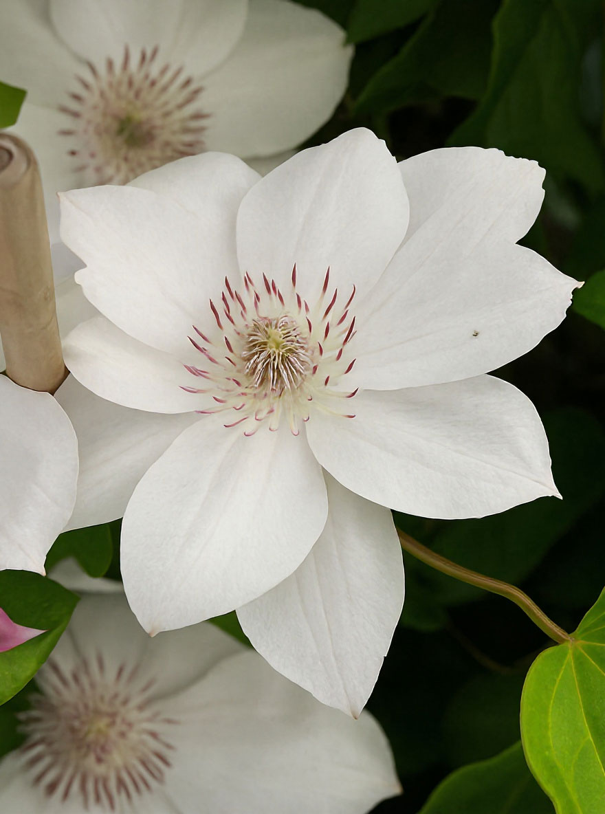 Waldrebe 'Mrs. George Jackman' / Clematis 'Mrs. George Jackman'