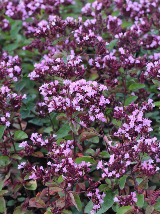 Majoran 'Marchants Seedling' / Origanum vulgare 'Marchants Seedling'