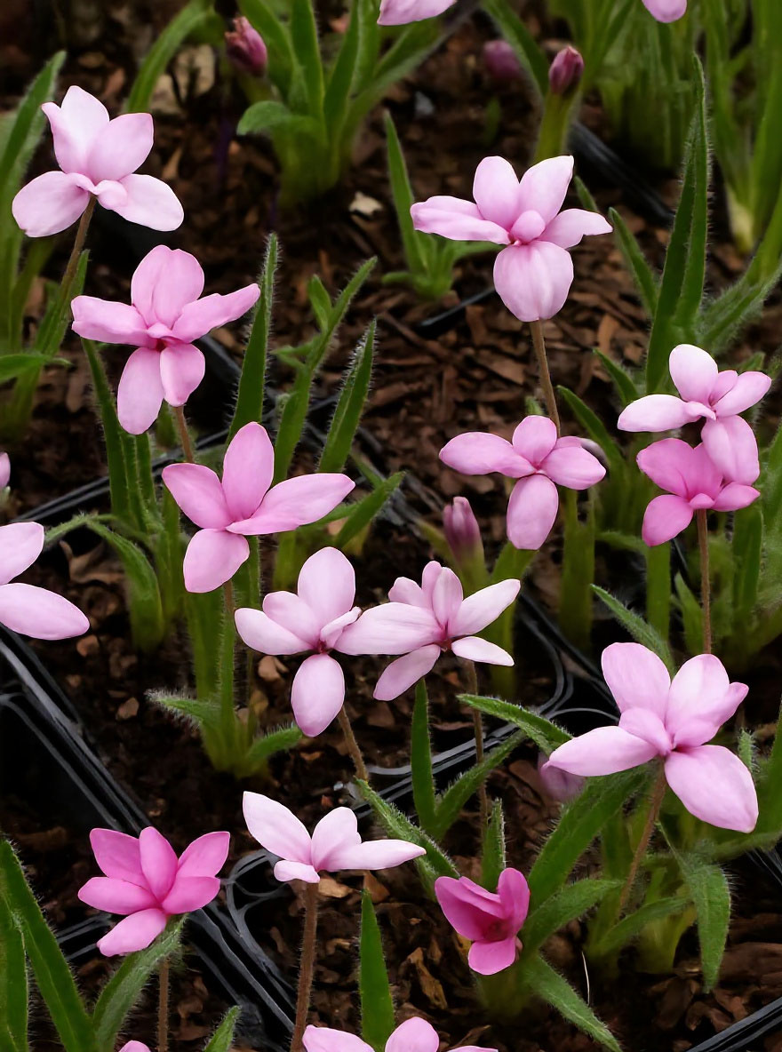 Grasstern 'Goliath' / Rhodohypoxis baurii 'Goliath' günstig kaufen