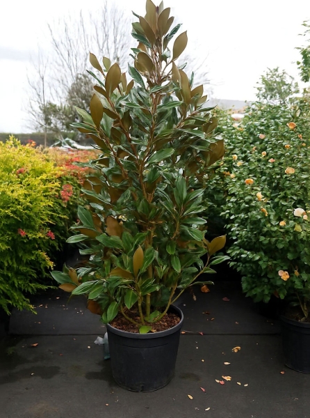 Großblütige Magnolie 'Goliath' / Magnolia grandiflora 'Goliath'