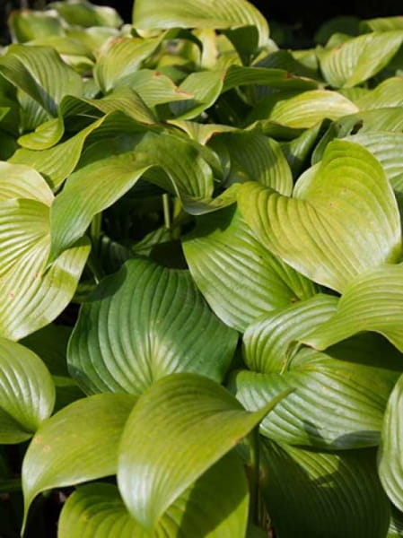 Herzblatt-Lilie 'Jurassic Park' / Hosta 'Jurassic Park' günstig kaufen