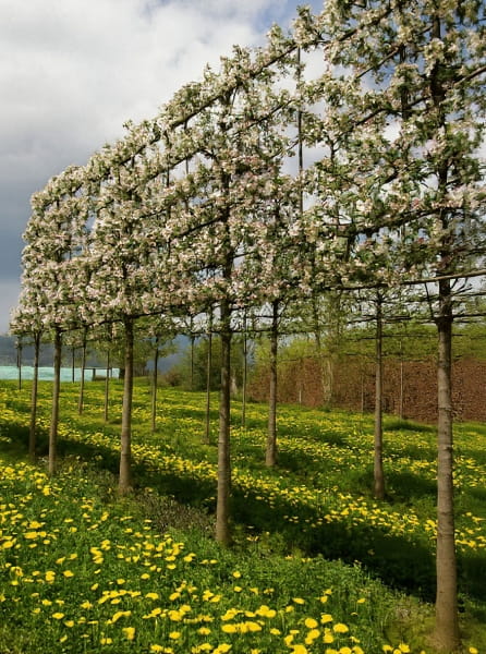 Elegantes Spalier Fur Apfelbaum Bild