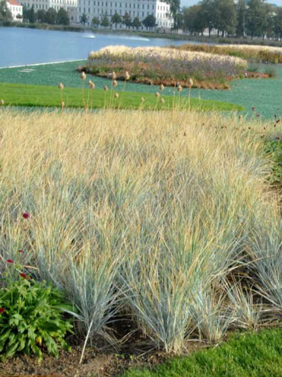 Magellan-Blaugras / Agropyron magellanicum / Elymus magellanicus