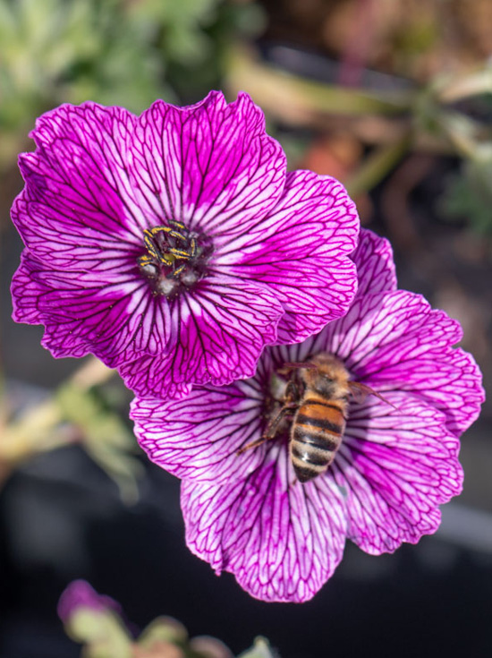 Aschgrauer Storchschnabel 'Jolly Jewel Lilac ®' / Geranium cinereum ...
