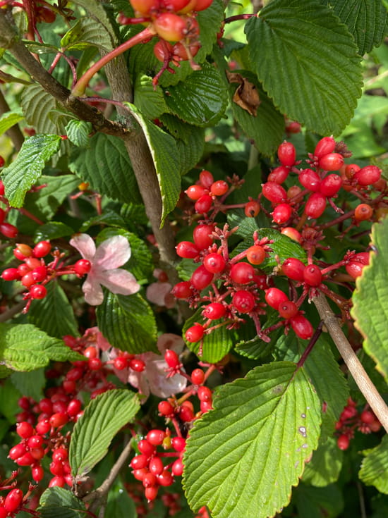 Japanischer Schneeball 'Pink Beauty' / Viburnum plicatum 'Pink Beauty'