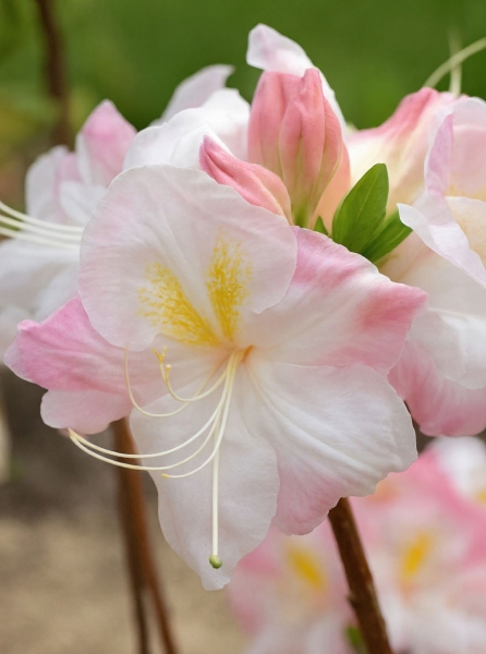 Laubabwerfende Azalee 'Satomi' / Azalea luteum 'Satomi' (Knap-Hill)
