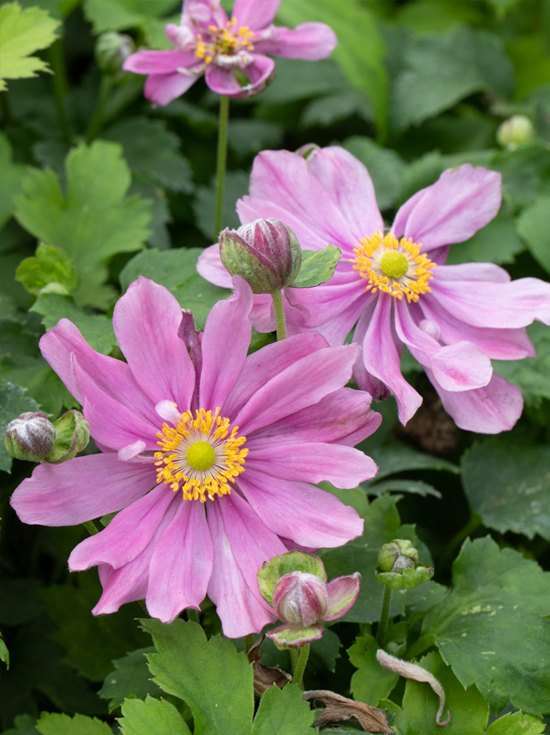 Herbst-Anemone 'Pretty Lady Emily' / Anemone hupehensis 'Pretty Lady Emily'