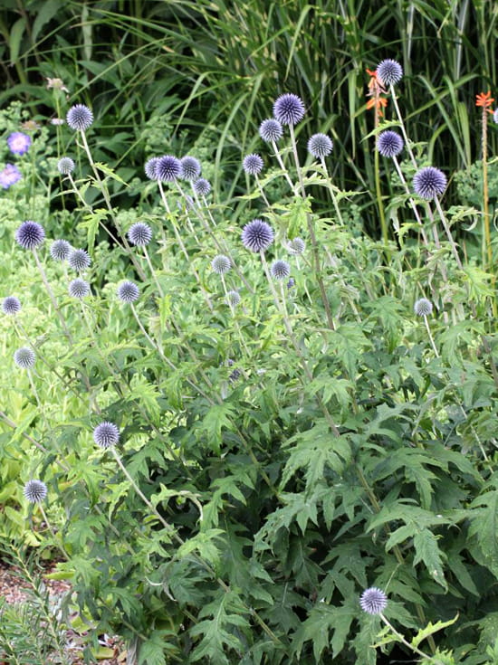 Kugel-Distel 'Blue Glow' / Echinops bannaticus 'Blue Glow' günstig kaufen