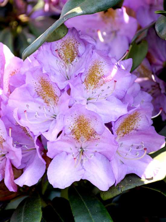 Rhododendron 'Blutopia' / Rhododendron Hybride 'Blutopia' günstig kaufen