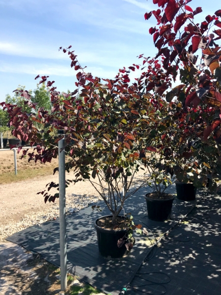Kanadischer Judasbaum 'Red Force' / Cercis canadensis 'Red Force'