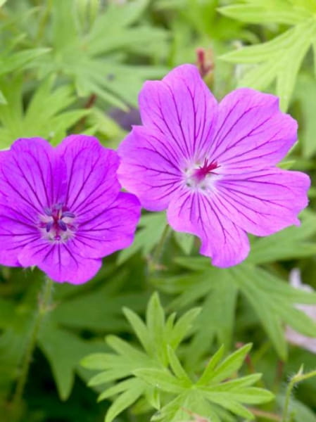 Garten-Storchschnabel 'Tiny Monster' / Geranium sanguineum 'Tiny Monster'