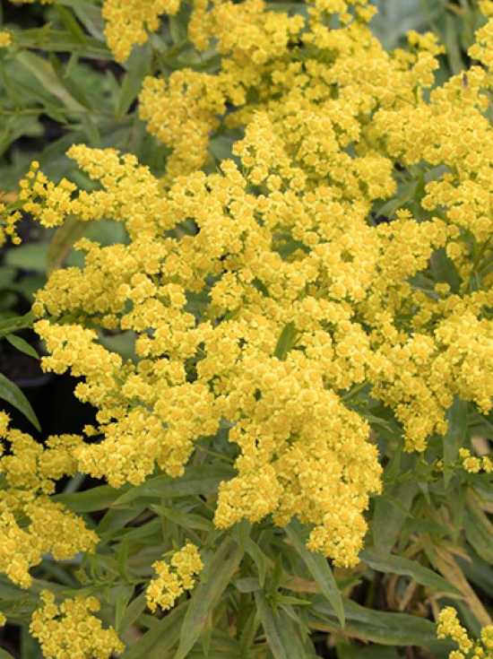 Goldrutenaster 'Lemore' / Solidaster luteus 'Lemore' günstig kaufen