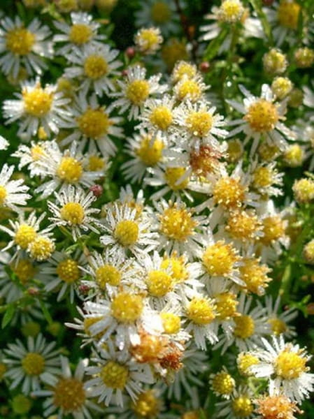 Myrten-Aster, Septemberkraut 'Golden Spray' (Syn. Symphyotrichum ...