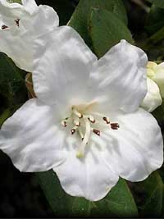 Rhododendron 'Snow Lady' / Rhododendron Hybride 'Snow Lady' günstig kaufen