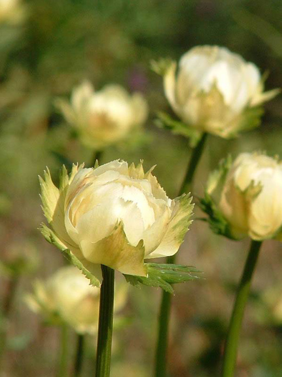 Trollblume 'Alabaster' / Trollius cultorum 'Alabaster' günstig kaufen