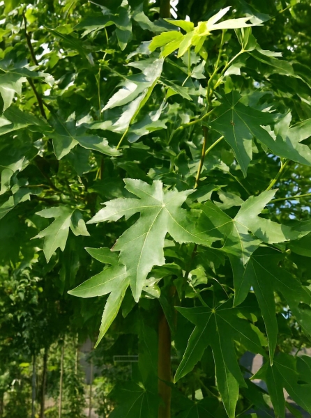Amberbaum 'Worplesdon' / Liquidambar styraciflua 'Worplesdon'