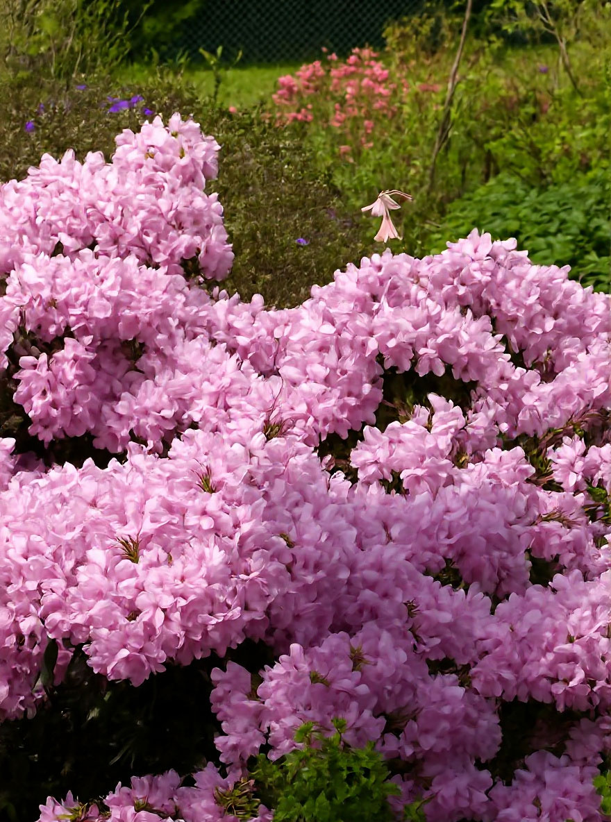 Pontischer Rhododendron 'Graziella' / Rhododendron ponticum 'Graziella'