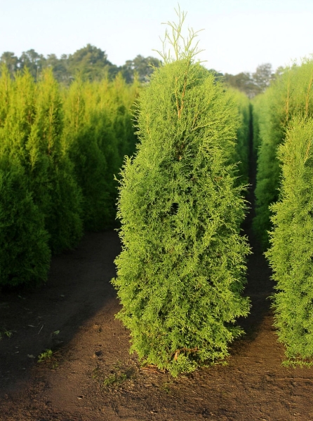 Säulen-Lebensbaum 'Columna' / Thuja occidentalis 'Columna' günstig kaufen