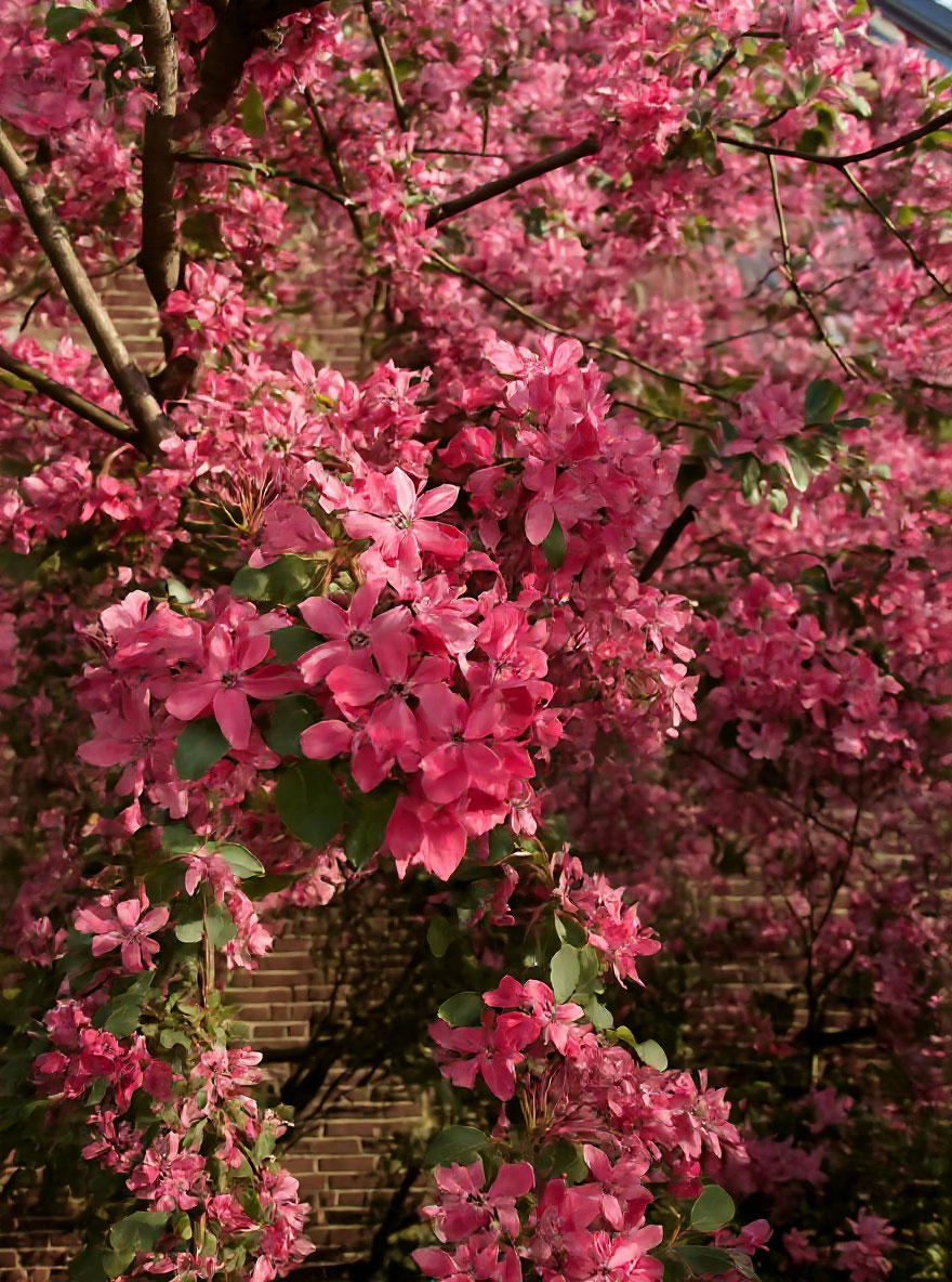 Zierapfel 'Radiant' / Malus 'Radiant' günstig kaufen