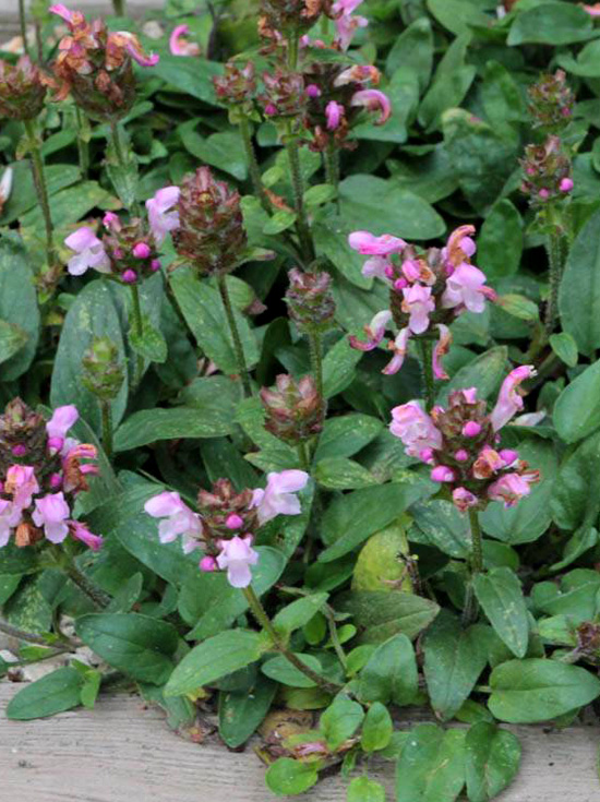 Große Braunelle 'Pink Loveliness' / Prunella grandiflora 'Pink Loveliness'