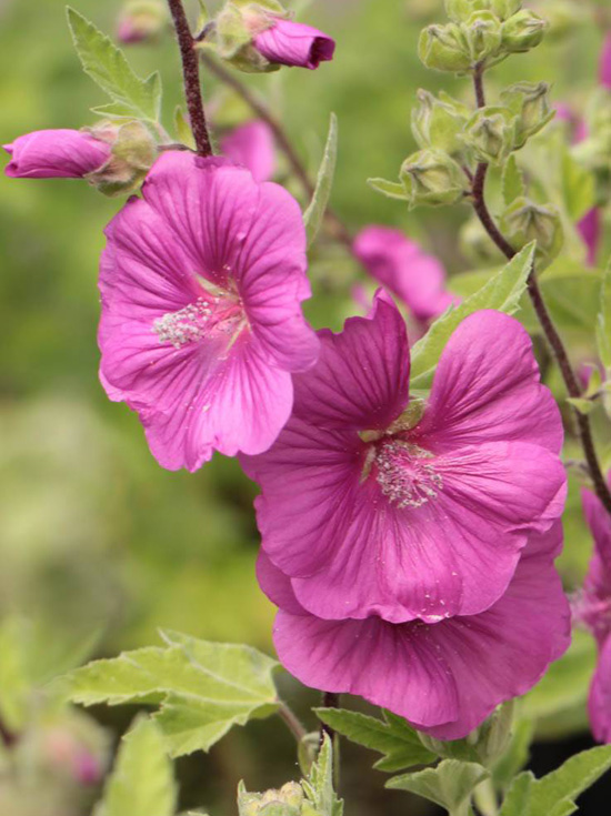 Busch Malve 'Red Rum' / Lavatera clementii 'Red Rum' günstig kaufen