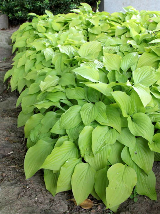 Herzblattlilie 'Hydon Sunset' / Hosta nakaiana 'Hydon Sunset'