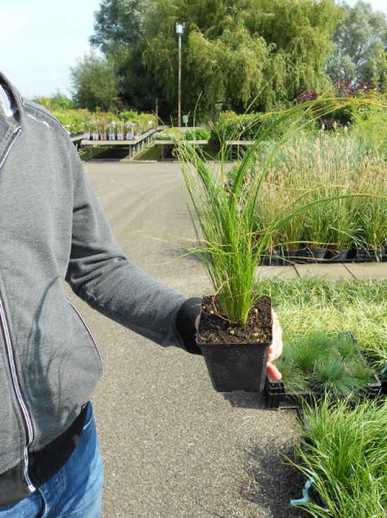 Dünnblättriges Federgras / Mädchenhaar / Stipa tenuifolia