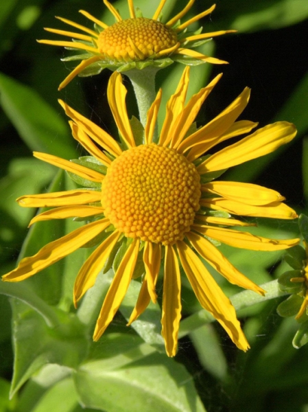 Frühsommer Sonnenbraut / Helenium hoopesii günstig kaufen