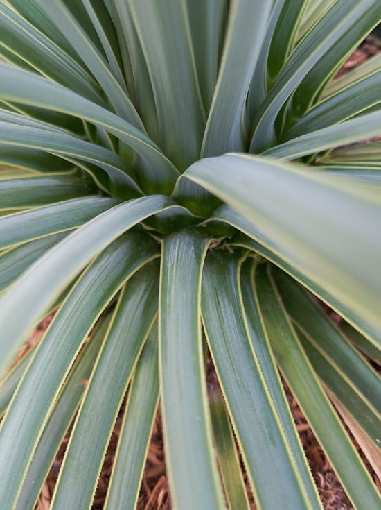 Palmlilie 'Sapphire Skies' / Yucca rostrata 'Sapphire Skies'