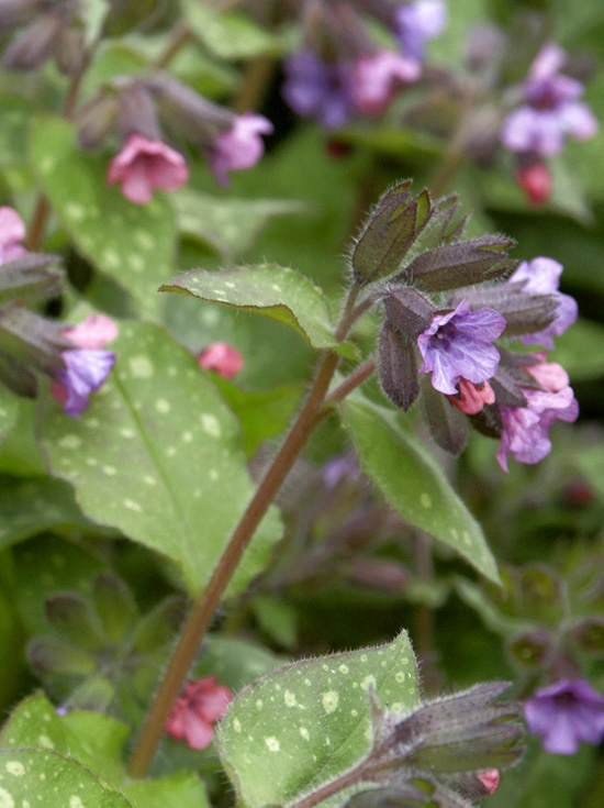 Lungenkraut 'Smokey Blue' / Pulmonaria saccharata 'Smokey Blue'
