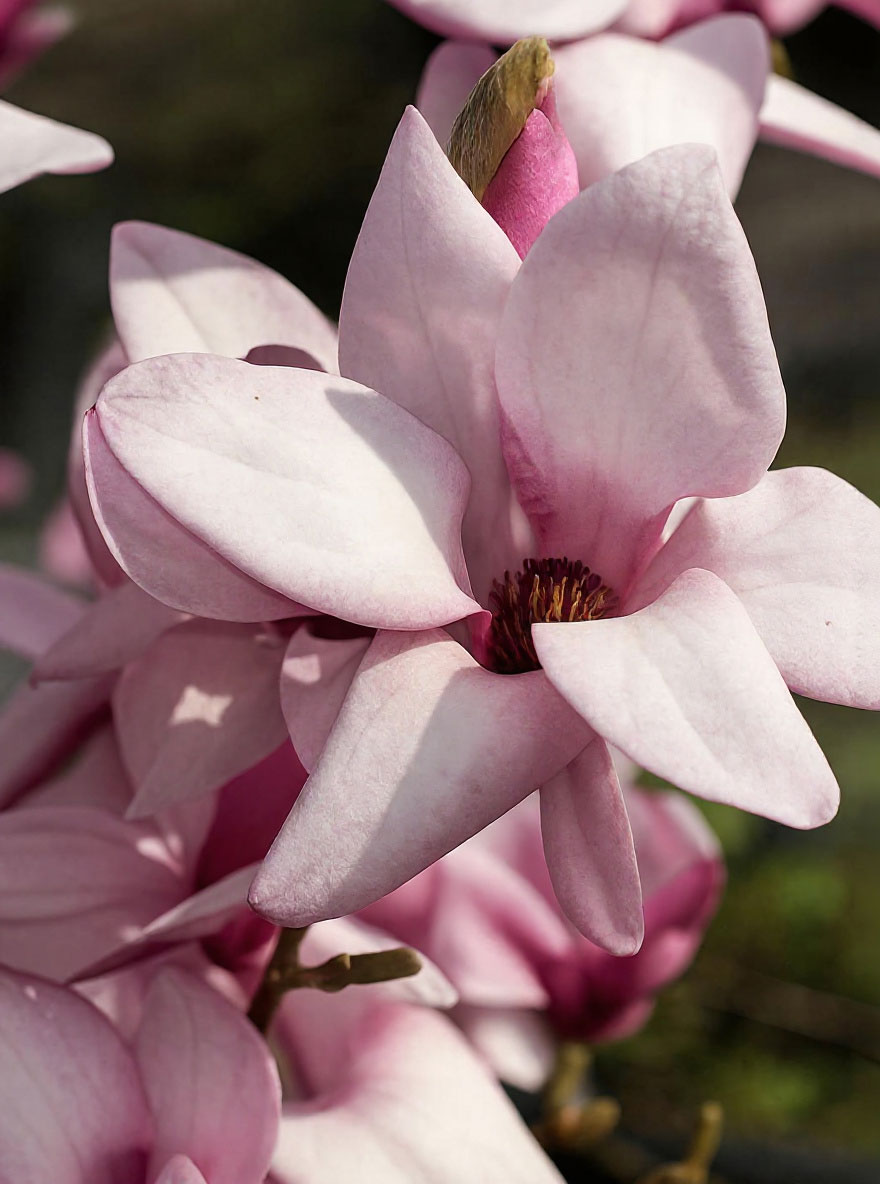 Magnolie 'Starburst' ® / Magnolia 'Starburst' ® günstig kaufen