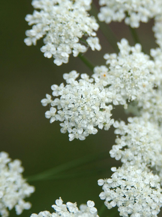 Kleine Bibernelle / Pimpinella saxifraga günstig kaufen