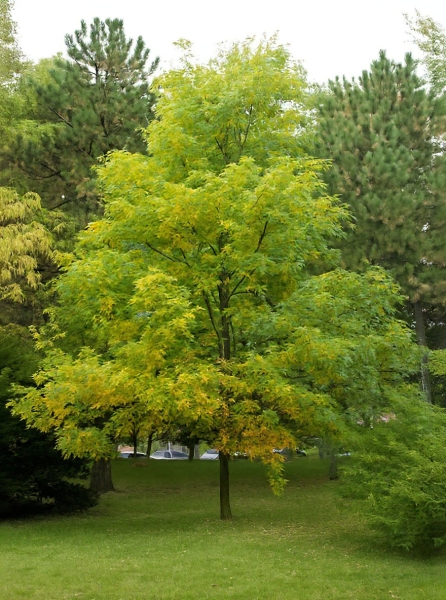Gelber Lederhülsenbaum / Gleditschie 'Spectrum' / Gleditsia triacanthos ...