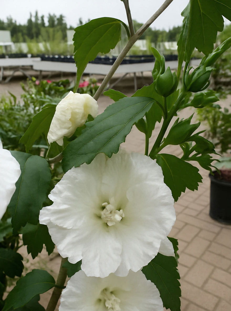 Garten-Eibisch 'William R. Smith' / Hibiscus syriacus 'William R. Smith'