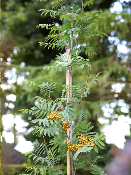 Vogelbeere / Eberesche 'Fingerprint' / Sorbus aucuparia 'Fingerprint'