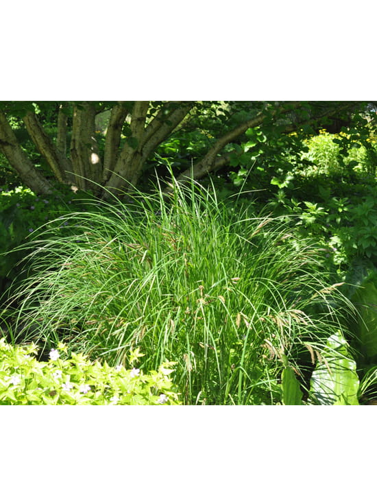 Sumpf-Segge / Carex acutiformis günstig kaufen