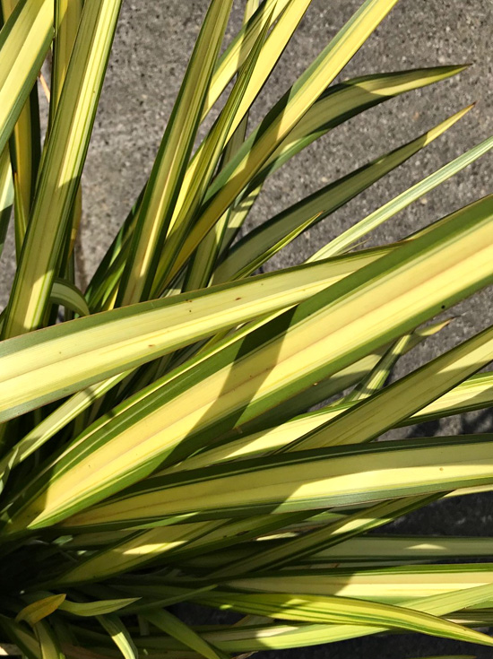 Neuseeländer-Flachs 'Yellow Wave' / Phormium tenax 'Yellow Wave'