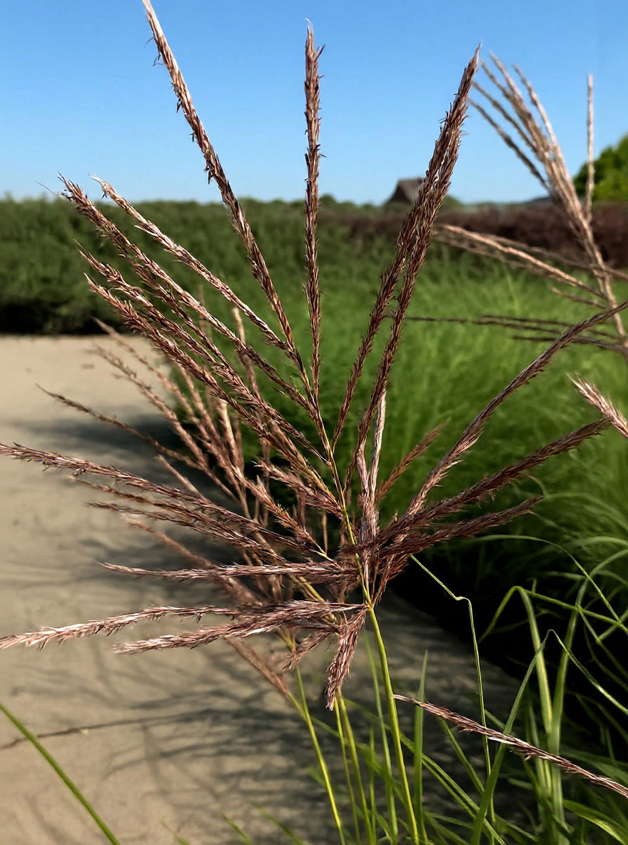 Chinaschilf 'Red Chief' / Miscanthus sinensis 'Red Chief' günstig kaufen