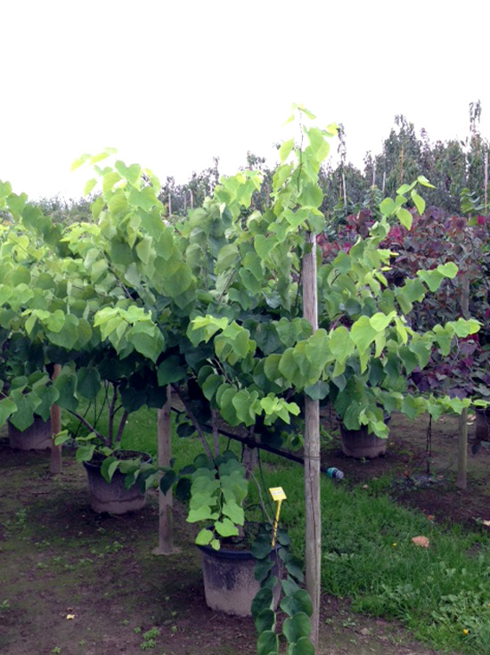 Kanadischer Judasbaum 'Royal White' / Cercis canadensis 'Royal White'