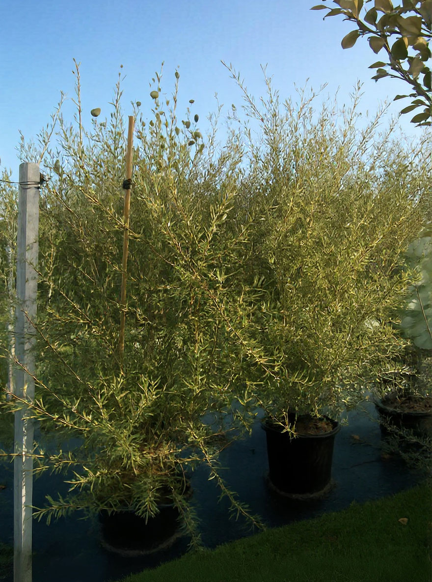 Purpurweide 'Nancy Saunders' / Zwerg-Purpur-Weide 'Nancy Saunders ...