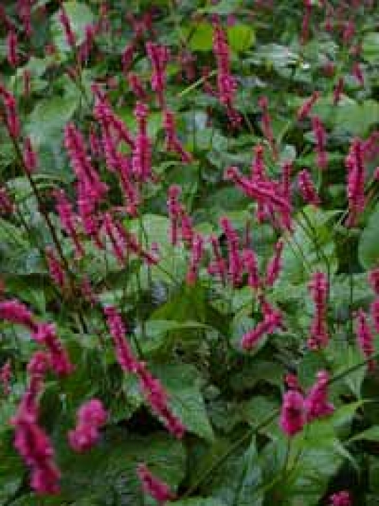 Kerzen-Knöterich 'Inverleith' / Persicaria amplexicaulis 'Inverleith'