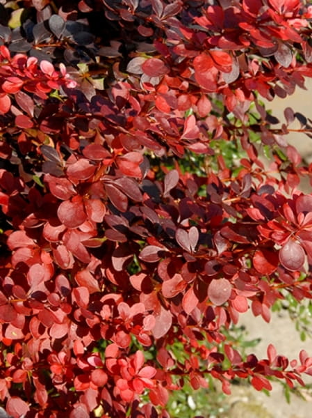 Blut-Berberitze ' Atropurpurea' / Berberis thunbergii 'Atropurpurea'