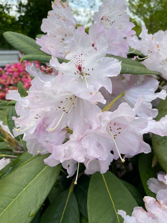 Rhododendron 'Silberpfeil' / Rhododendron rex x smirnowii 'Silberpfeil'